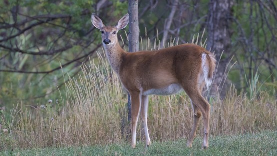 Predicting chronic wasting disease in counties could prevent spread ...