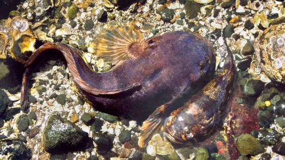 In chatty midshipman fish, the midbrain awakens a gift of gab | Cornell ...