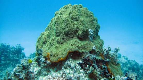 The unexpected importance of the sea sponge in classical history ...