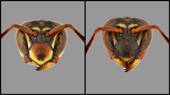 Wasps that recognize faces cooperate more, and may be smarter | Cornell ...