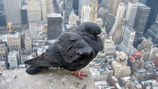 Cities have a role to play in bird conservation | Cornell Chronicle