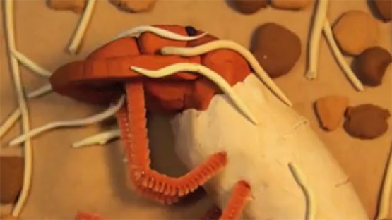 Graduate student’s claymation videos dig up soil ecology | Cornell ...