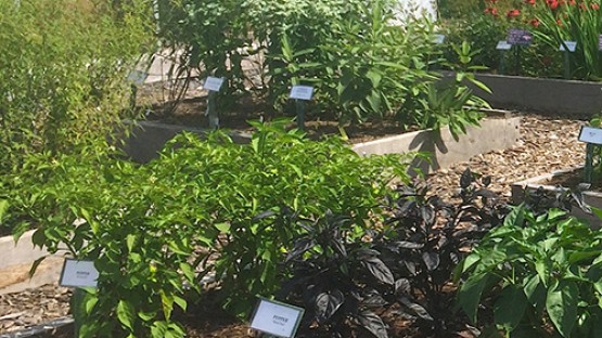 Climate Change Garden offers a lens into the future | Cornell Chronicle