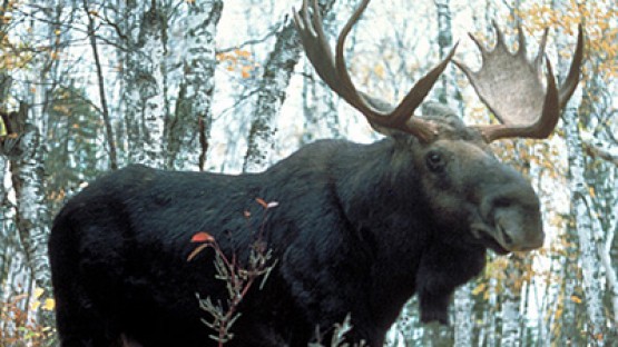 Parasites, snails may factor in Adirondack moose decline | Cornell ...