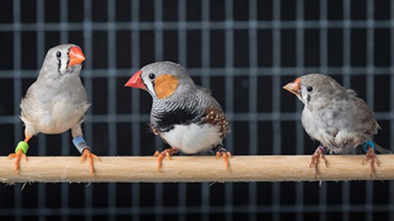 Social cues are key to vocal learning in birds and babies | Cornell ...