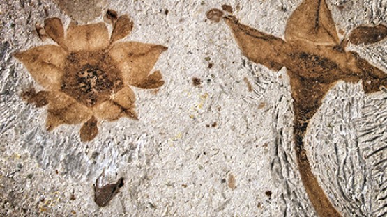 Oldest buckthorn fossilized flowers found in Argentina | Cornell Chronicle