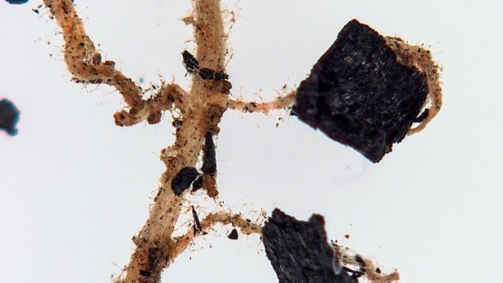 Researchers discover high-def electron pathways in soil | Cornell Chronicle