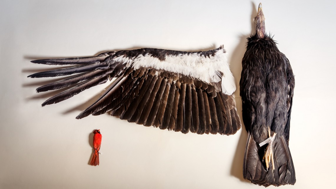 Research museum secures rare California condors | Cornell Chronicle