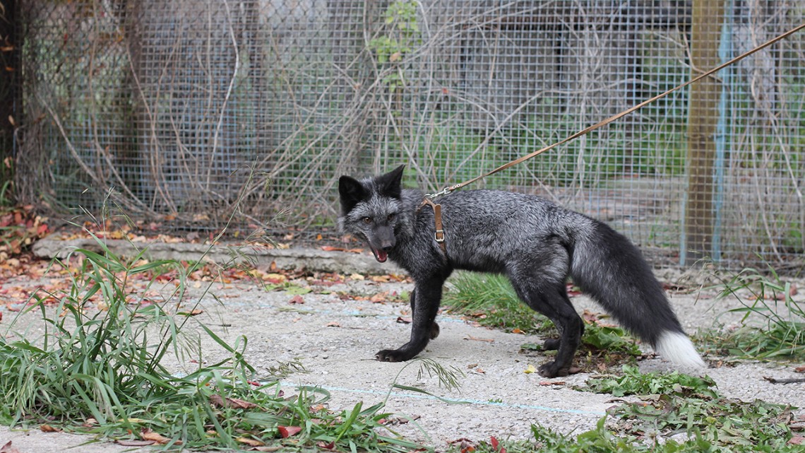 Silver fox study reveals genetic clues to social behavior | Cornell ...